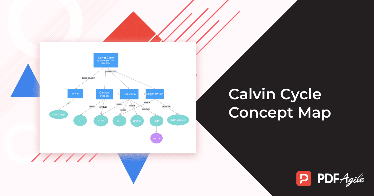 Calvin Cycle Concept Map Template | Free Download