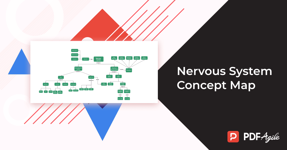 Nervous System Concept Map Template | Free Download