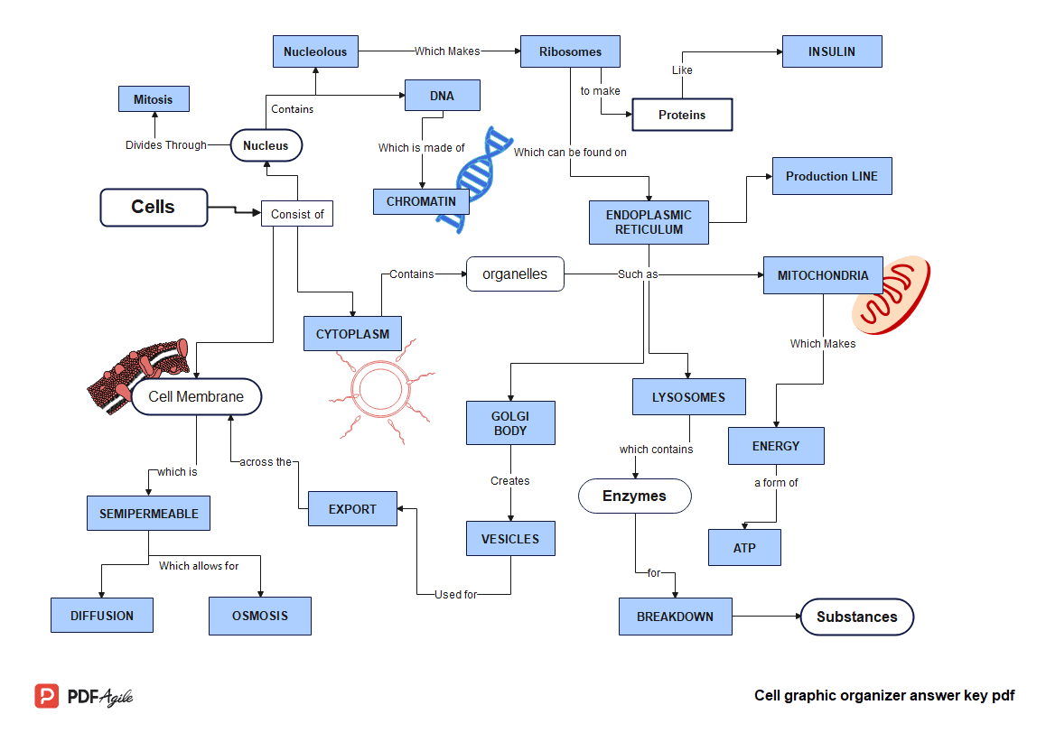 Cell Graphic Organizer Answer Key Free PDF Template PDF Agile