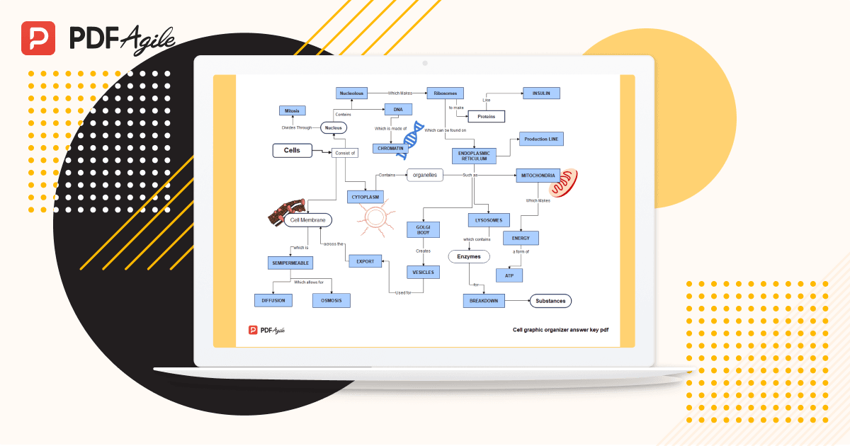 Cell Graphic Organizer Answer Key - Free PDF Template | PDF Agile